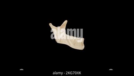 Posterior view of Mandible Stock Photo - Alamy