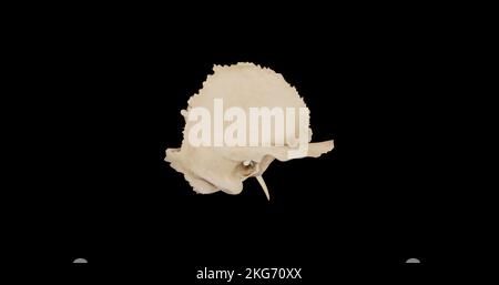 Anterior view of Right Temporal Bone Stock Photo - Alamy