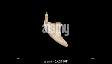 Posterior view of Right Zygomatic Bone Stock Photo - Alamy