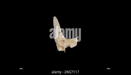 Right view of Right Temporal Bone Stock Photo - Alamy