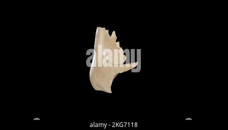 Posterior view of Right Zygomatic Bone Stock Photo - Alamy