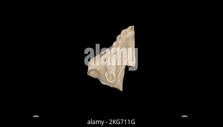 Posterior view of Right Maxilla Stock Photo - Alamy