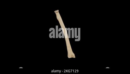 Posterior view of Right Forearm Bones Stock Photo - Alamy