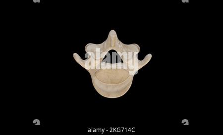 Superior view of human lumbar vertebra with disc and spinal cord ...