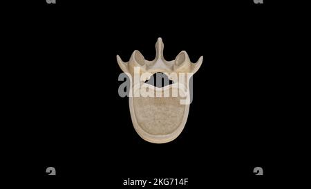 Spine - Second Lumbar Vertebra (L2, top view Stock Photo - Alamy