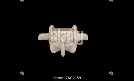 Posterior view of First Cervical Vertebra (Atlas Stock Photo - Alamy