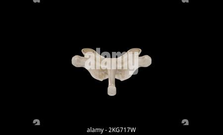 Posterior view of First Cervical Vertebra (Atlas Stock Photo - Alamy