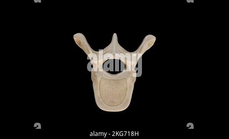 Superior view of Seventh Thoracic Vertebra (T7 Stock Photo - Alamy