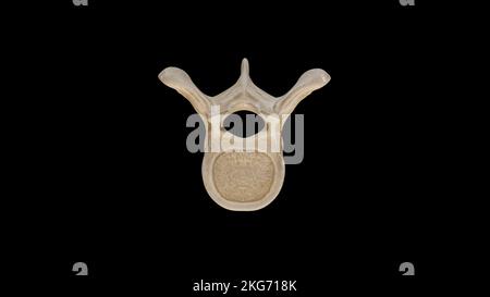 Superior view of Tenth Thoracic Vertebra (T10 Stock Photo - Alamy