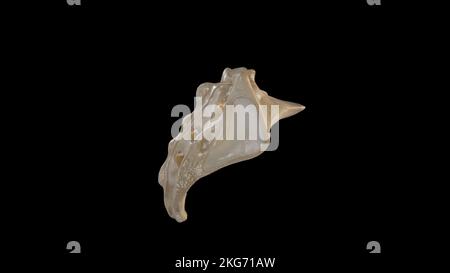 Lateral view of male pelvis, hip, and leg bones on a black background ...