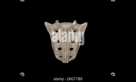 Lateral view of male pelvis, hip, and leg bones on a black background ...