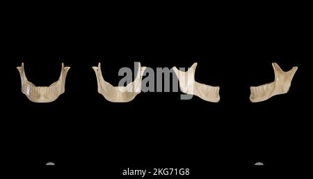 Multiple views of Axial Skeleton Stock Photo - Alamy