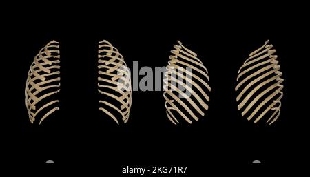 Thoracic Vertebrae-Multiple Views Stock Photo - Alamy