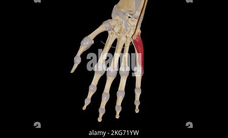 Thenar and Hypothenar Muscles Stock Photo - Alamy