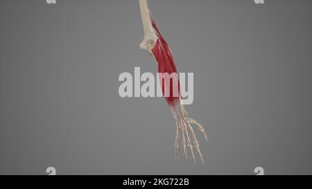 Deep Extensor Muscles of Forearm Stock Photo - Alamy