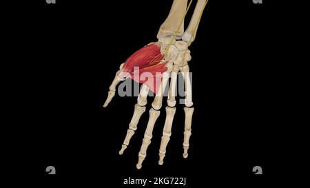 Thenar Muscles of Hand Stock Photo - Alamy