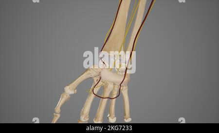 Joints and Ligaments of Fingers Stock Photo - Alamy