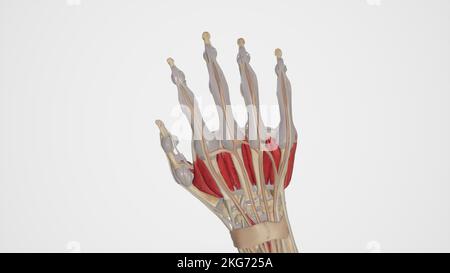 Joints and Ligaments of Fingers Stock Photo - Alamy