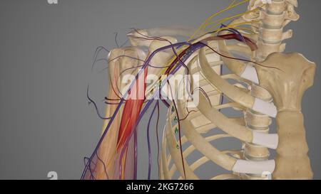 Contents of The Axilla-Brachial Plexus Stock Photo - Alamy