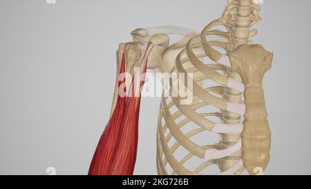 Contents of The Axilla-Brachial Plexus Stock Photo - Alamy