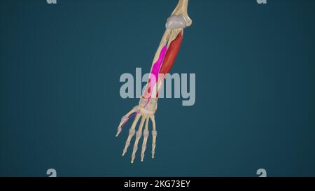 Flexor Pollicis Longus Stock Photo - Alamy