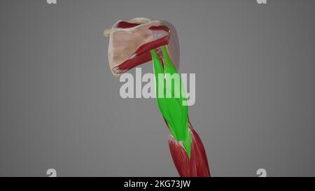 Muscle anatomy of the human arm, posterior view Stock Photo - Alamy
