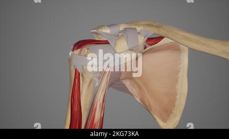 Illustration of the coracohumeral ligament Stock Photo - Alamy