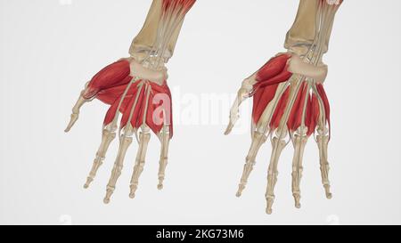 Muscles of Hand Palmar View Stock Photo - Alamy