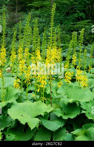 Leopard Plant, Ligularia, Ligularias, Blooms, Flowering, Shady, Summer ...