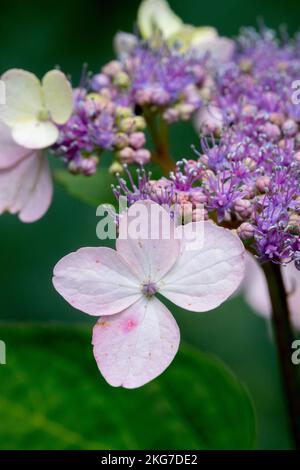 Close-up of a purple lacecap hydrangea Stock Photo - Alamy