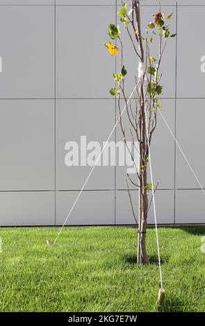 Garter of young trees. Strengthening a young tree with ropes ...