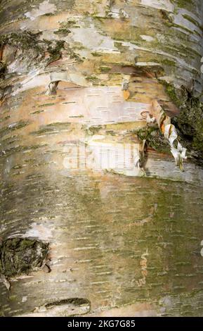 The distinctive pale and often peeling bark if the Silver Birch, a ...