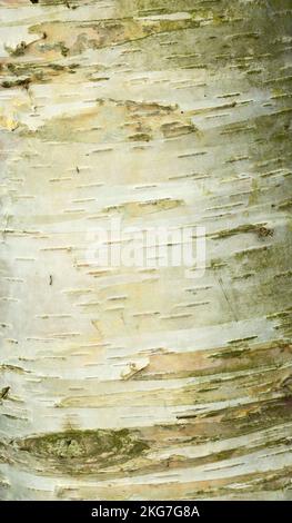 The distinctive bark of the Silver Birch. The Silver Birch is fast ...
