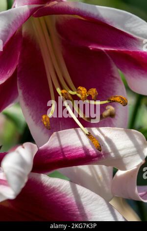 Close-up of Lily 'Friso', Lilium 'Friso' ornamental trumpet lily 'Friso ...