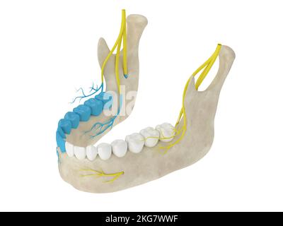 3d render of mandibular arch with inferior alveolar nerve block. Types ...