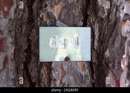 A metal plate with the serial number of a tree is nailed bark of a tree ...