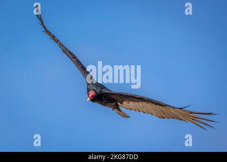 The california condor soaring through the air with a wingspan of 3 ...