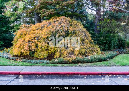 A brilliant Japanese Maple at Seward Park in Seattle, Washington Stock ...