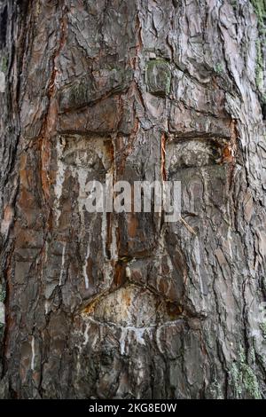Sacret World Tree known also as Tree of Life, or Shamanic Tree, or Tree ...