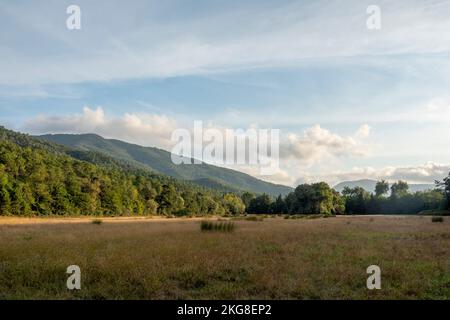 Pasture with yellow to orange dried herb, green trees, hills and white ...