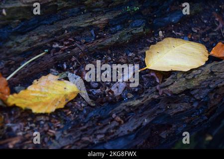 Autumnal scenes in a British deciduous wood Stock Photo - Alamy