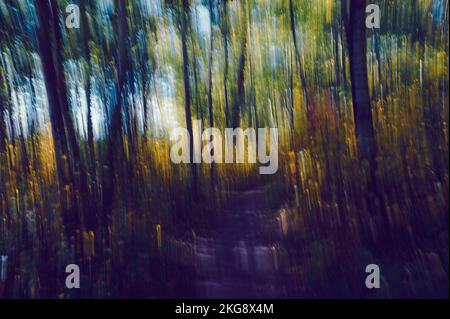 Abstract Impressionism, Autumn Forest, Elk Island National Park ...