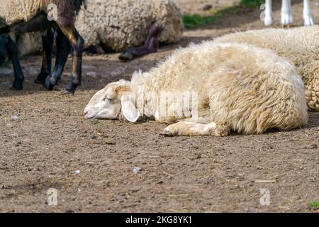 A sad sheep lying on the ground Stock Photo - Alamy