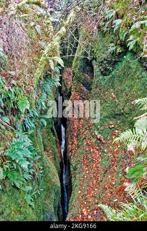 Black Rock Gorge Evanton Scotland a view into the narrow 5 metre width ...