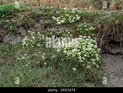 Cochlearia Angelica, English scurvygrass Stock Photo - Alamy
