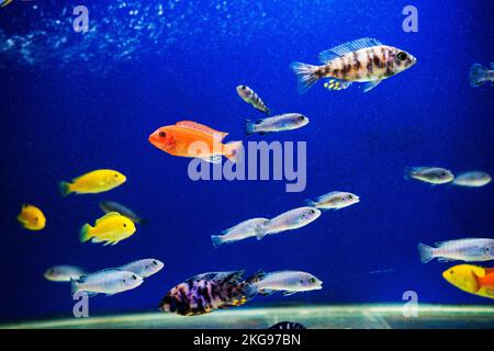 multi colored fish of different breeds swims in the aquarium Stock ...