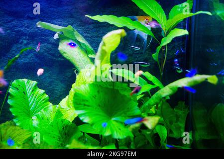 multi colored fish of different breeds swims in the aquarium Stock ...
