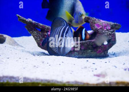 multi colored fish of different breeds swims in the aquarium Stock ...