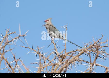 blue-naped mousebird (Urocolius macourus). The pale blue nape patch is ...