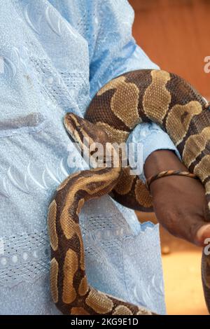 Son of chief priest with python, Temple of Pythons, Ouidah, Benin Stock ...